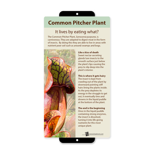 Common Pitcher Plant | Genesis Graphics inc