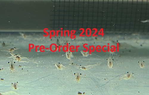 ** 100 Freshwater Prawns Small Juveniles ** | KT Prawns