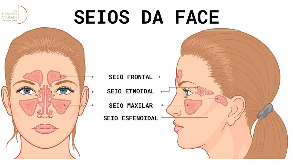 Anatomia Nasal E Dos Seios Paranasais: Saiba Tudo! – VNUMS