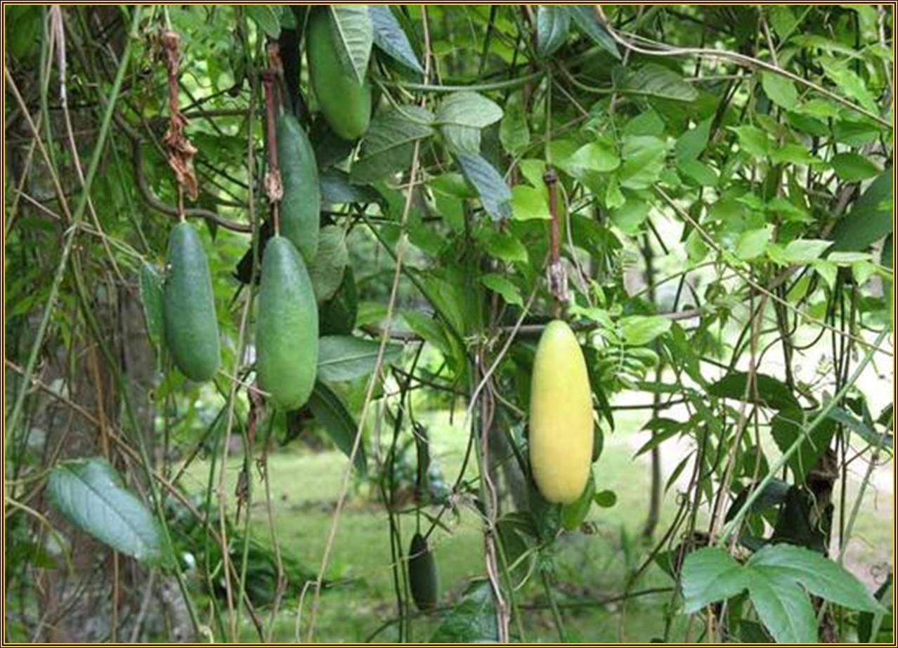 TUMBO: origen y propiedades nutricionales para la salud.