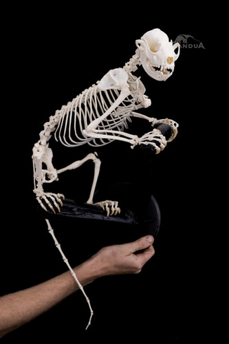 Skeleton - Red panda | Tamandua