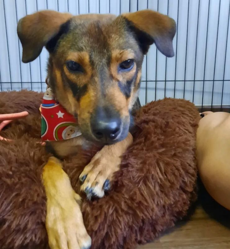 Congratulations to pawrents Sonia and husband Boon for adopting Miles!