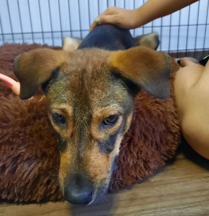 Congratulations to pawrents Sonia and husband Boon for adopting Miles!