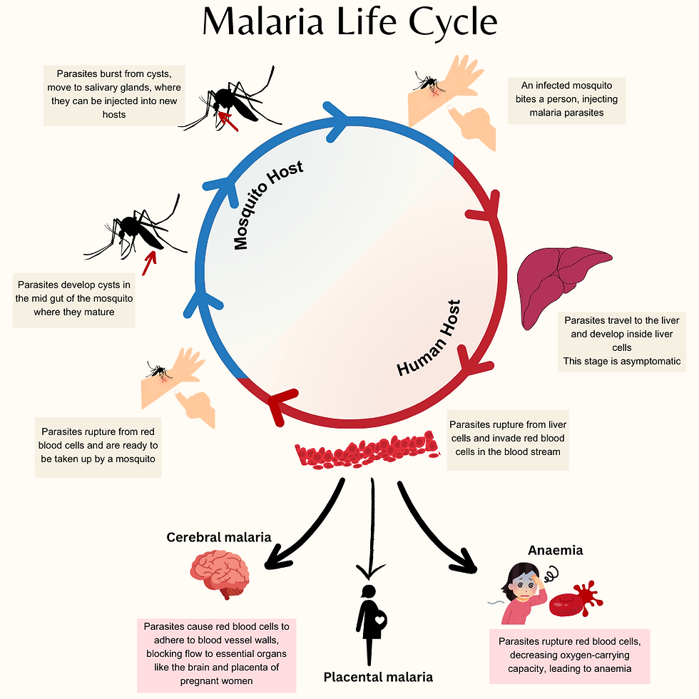 Exploring the Basics: A Simplified Guide to the Biology and Devastating ...