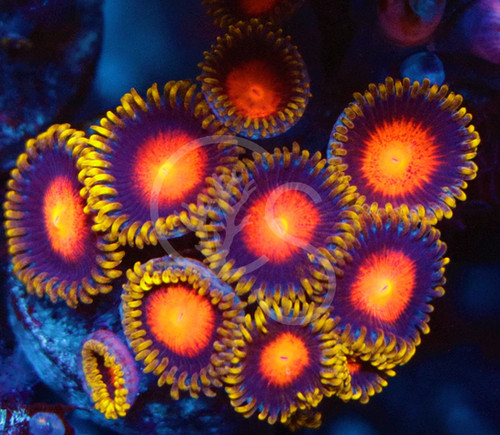 Yellow Brick Road Zoas | Coral Shop