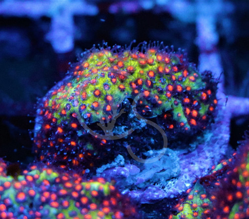 Jason Fox Sunset Stylo | Coral Shop