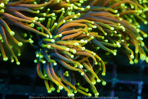 TSA Jester's Cap Torch | Coral Shop