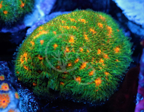 Pumpkin Patch Psammocora | Coral Shop