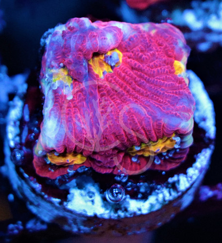 Inferno Favia | Coral Shop