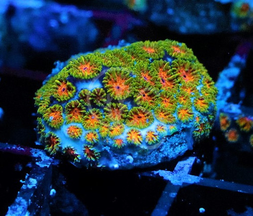 Coral Shop's Lemon Lime Cyphastrea | Coral Shop