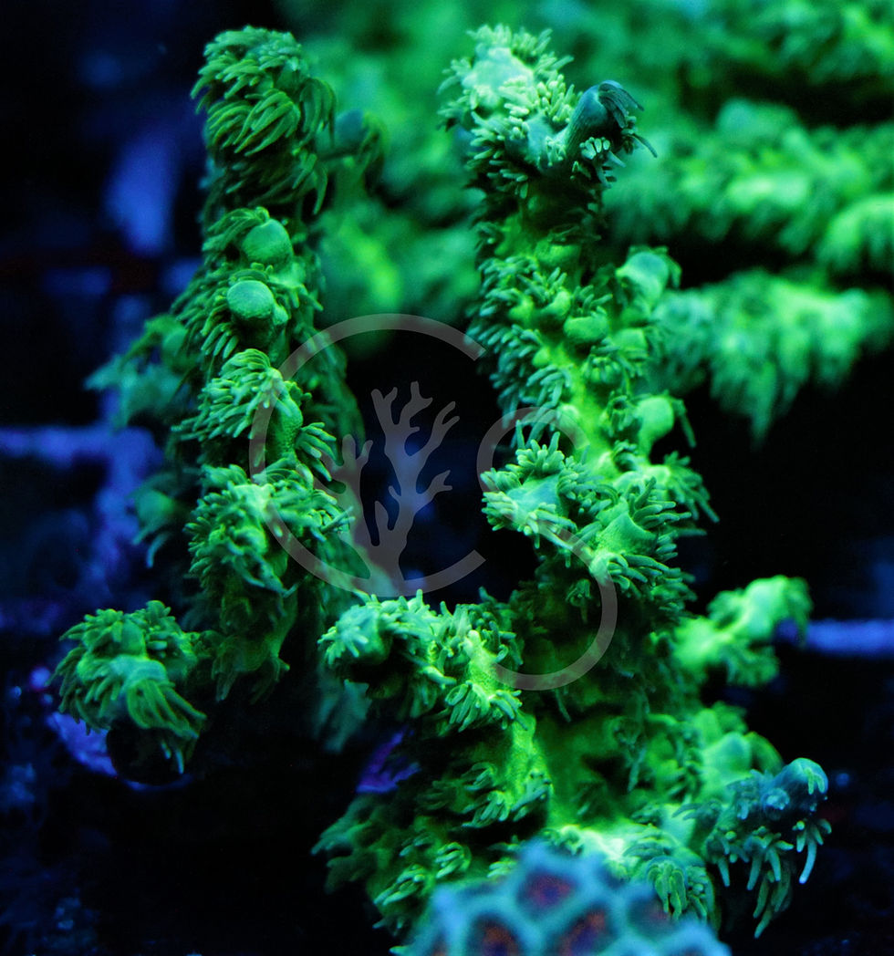 Buy Coral Online | Coral Shop | United States
