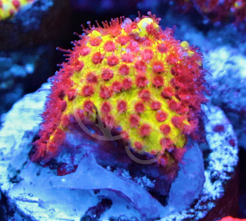 Burning Banana Stylo | Coral Shop