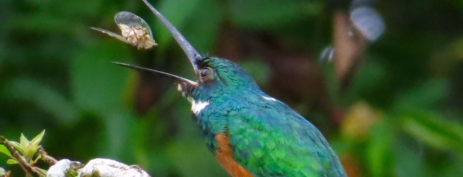 Cotinga Tours Costa Rica & Panama about us.