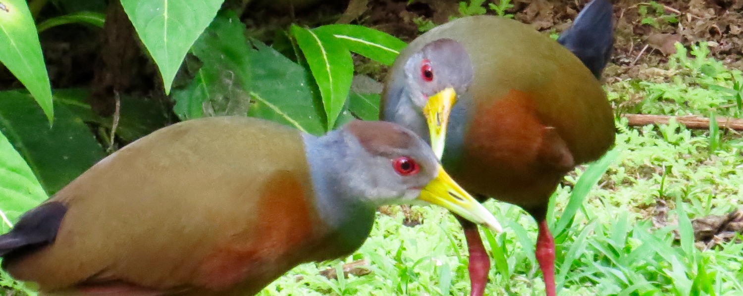 Cotinga Tours Costa Rica & Panama about us.