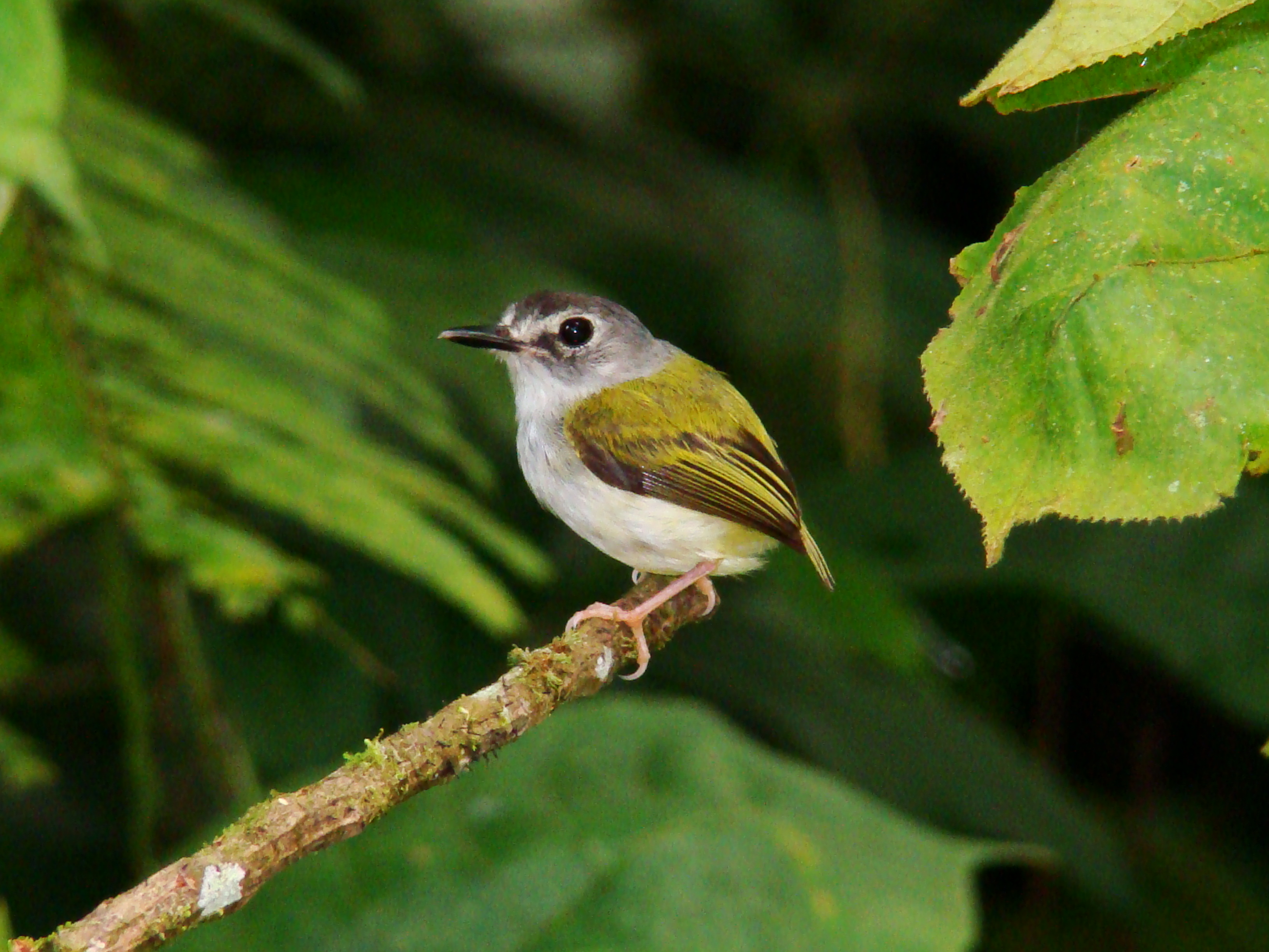 Cotinga Tours Birding Tours Costa Rica & Panama