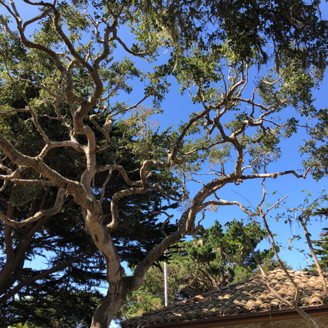 Proper Pruning Techniques