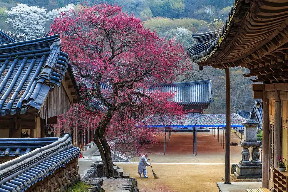 Celebrating Lunar New Year in South Korea: A Guide to the Year of the ...