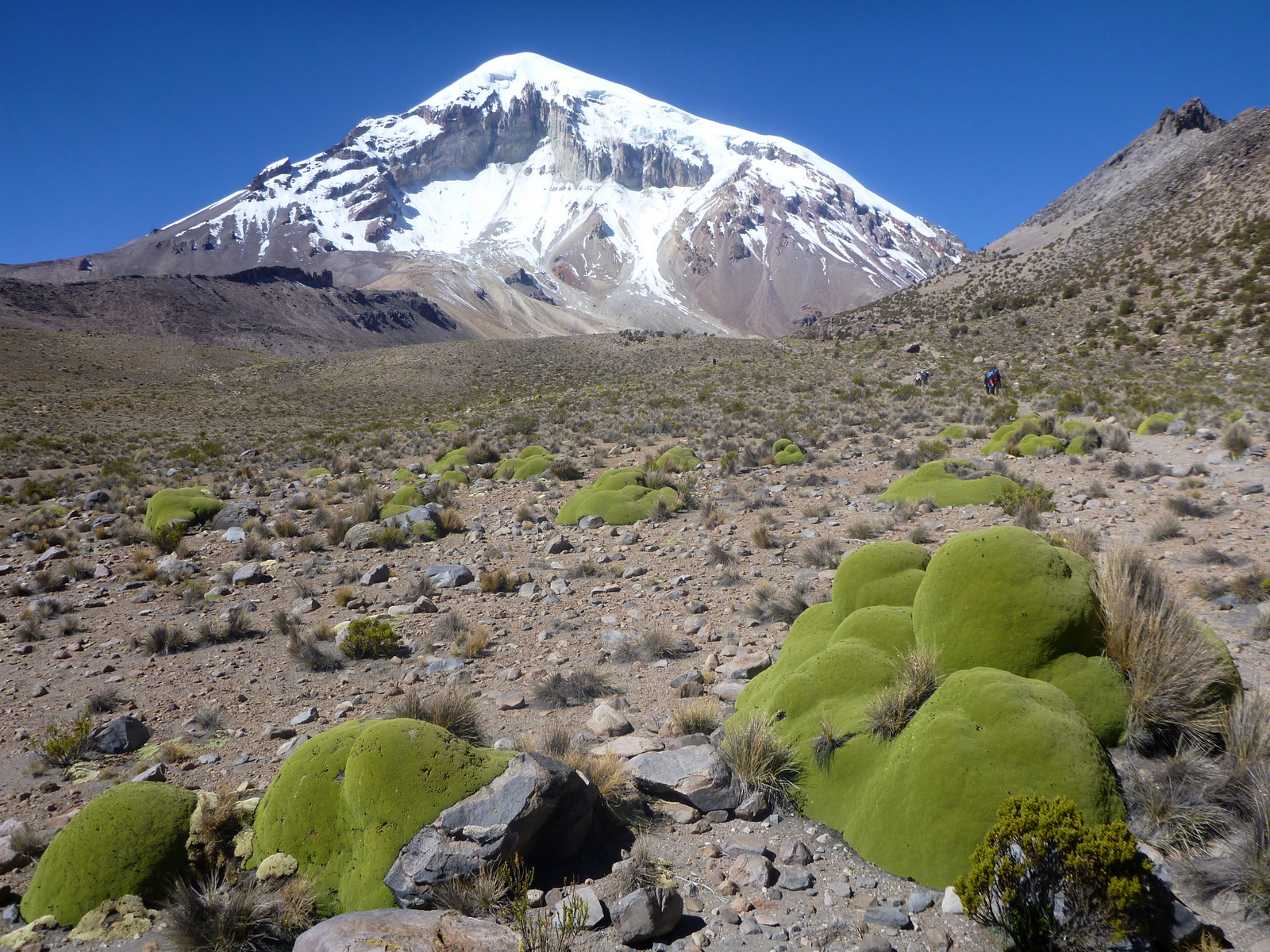 Sajama Volcano 6542m | Andean Ascents | Bolivia