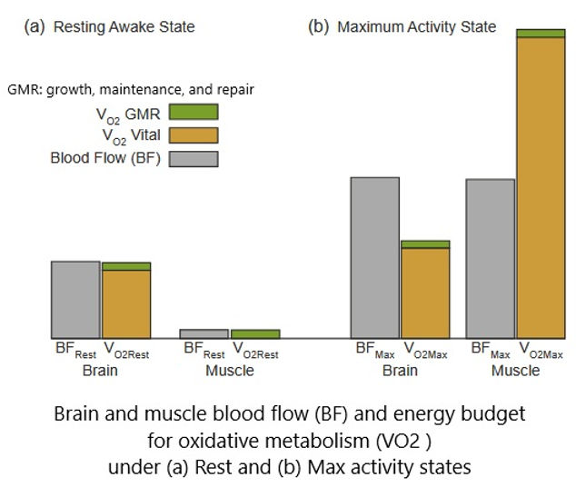 Why Our Brain Is Always Hungry