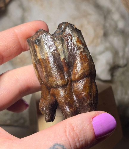 Bison Tooth | CA Fossils & Crystal