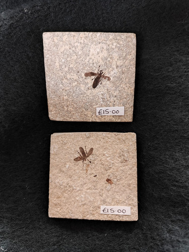 Fossil Fly | CA Fossils & Crystal
