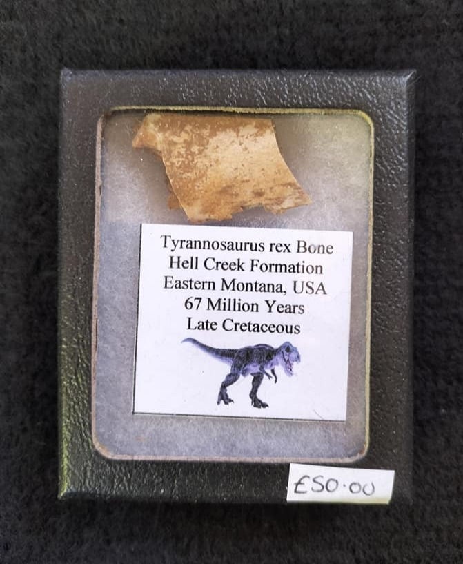 Tyrannosaurus Rex Bone Fragment | CA Fossils & Crystal