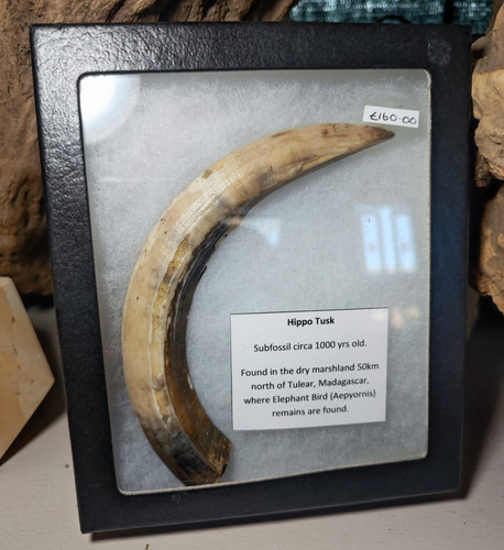 Hippo Tusk | CA Fossils & Crystal