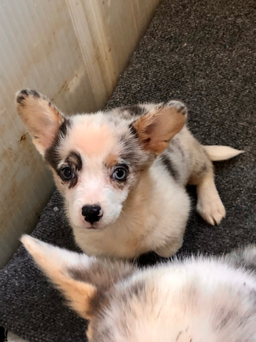 Ichie ~ Blue Merle ~ Place your deposit Now! | Hat Creek Corgis
