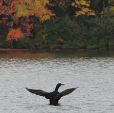 Photo Gallery | Tee Lake Resort