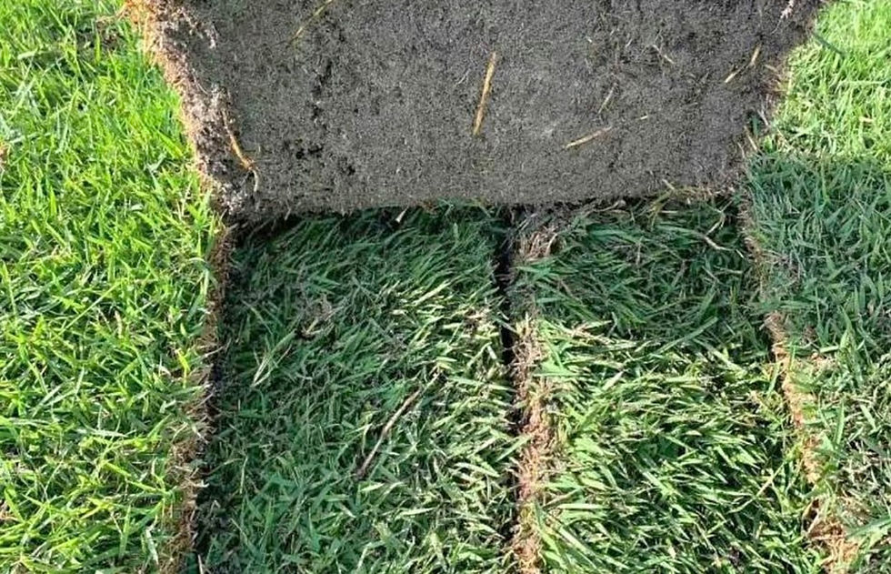 St. Augustine Floratam 400sqft | Zoe Sod