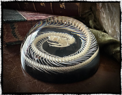 Snake Skeleton in Resin Dome - Coiled Snake | artemmortis