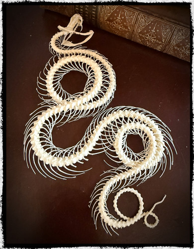 Human Bone Necklace: Skull Piece Pendant