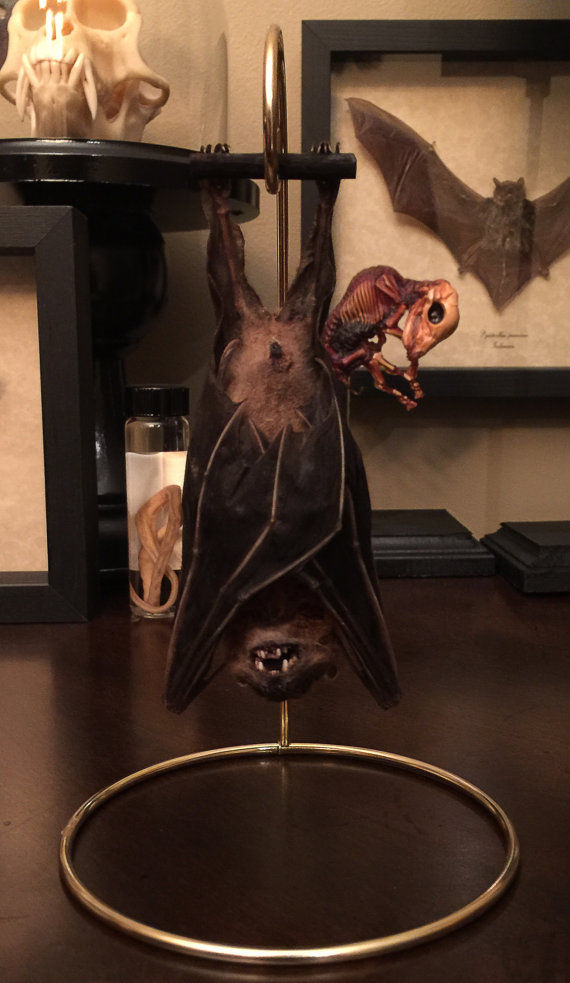 Oddities Store | Artem Mortis 4/4