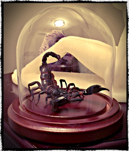 Preserved Scorpion "Attack Pose" in glass Dome | artemmortis