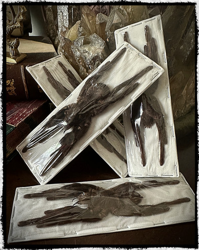 Large Real Preserved Tarantula Selenocosmia Javanensis - Insect ...