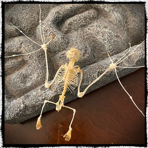Skeleton Bat Open Wing - Macroglossus Minimus | artemmortis