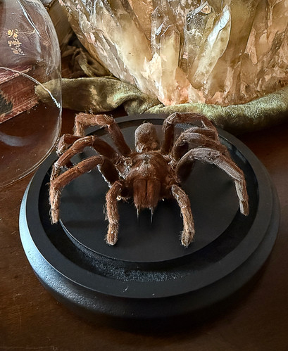 Preserved Tarantula in glass Dome | artemmortis