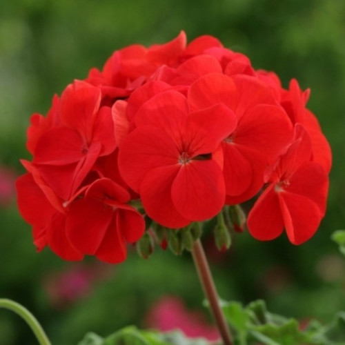 Geranium | ONEGARDENYEG