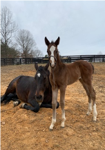 Internship Program | Whitestone Farm