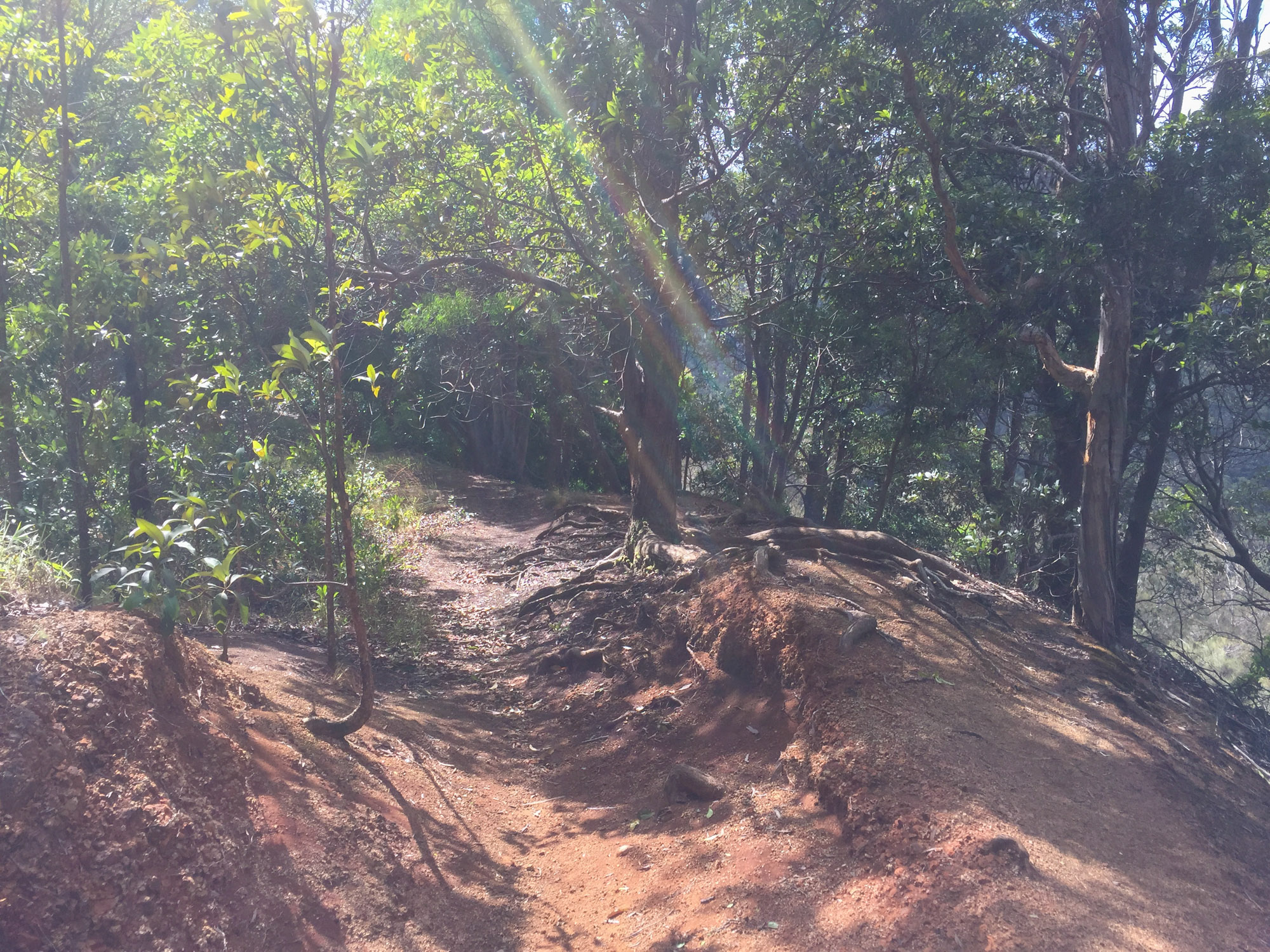 KALAUAO FALLS via AIEA LOOP TRAIL