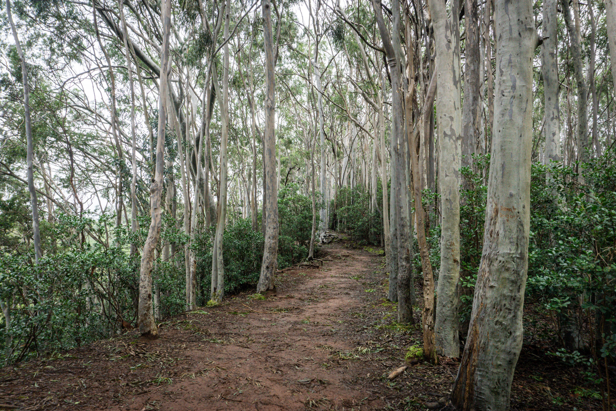 KALAUAO FALLS via AIEA LOOP TRAIL