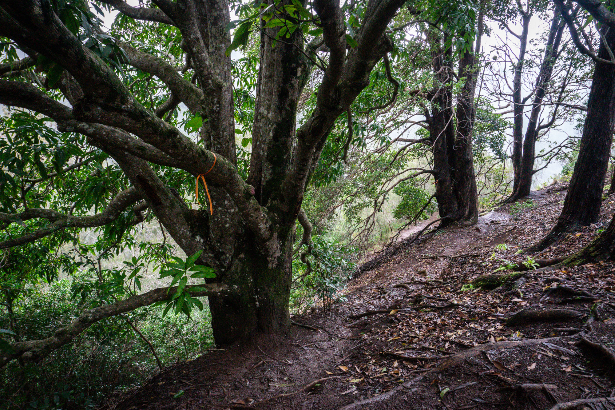 KALAUAO FALLS via AIEA LOOP TRAIL