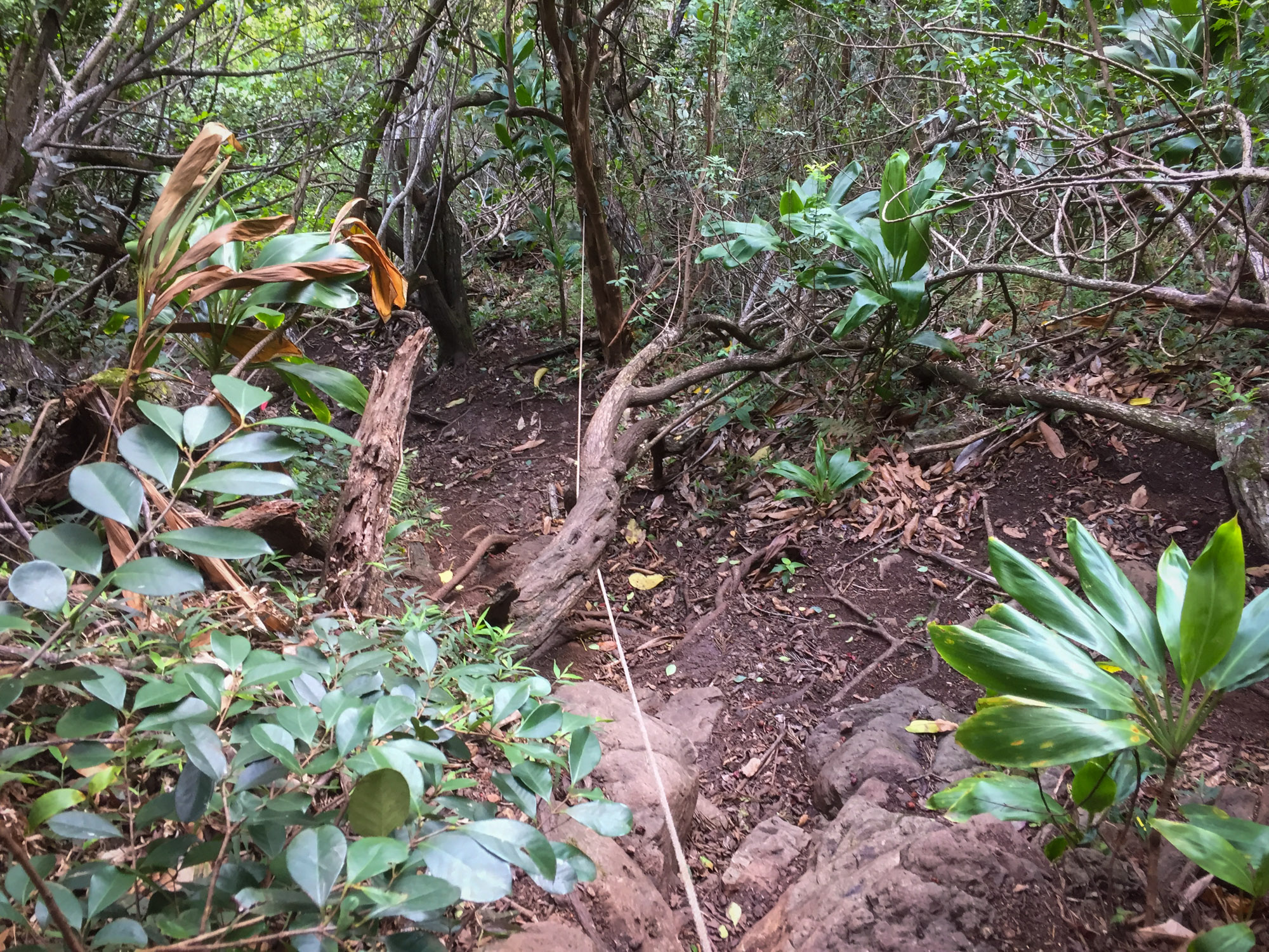 KALAUAO FALLS via AIEA LOOP TRAIL
