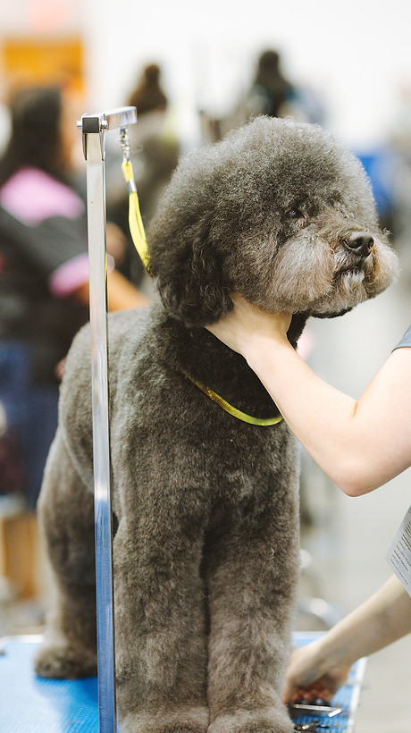 Full Service Grooming | Groomingdale's Pet Spa