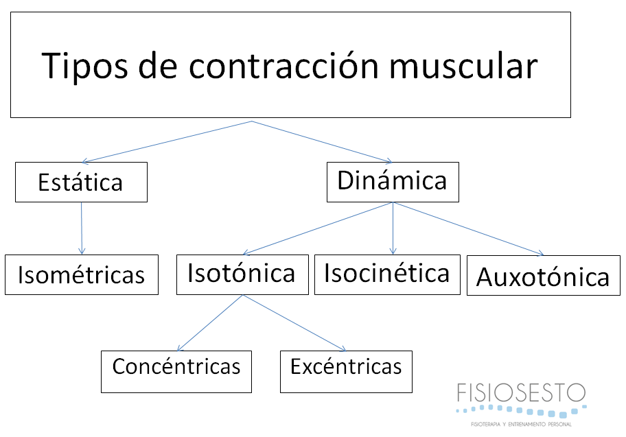 Tipos de contracción muscular