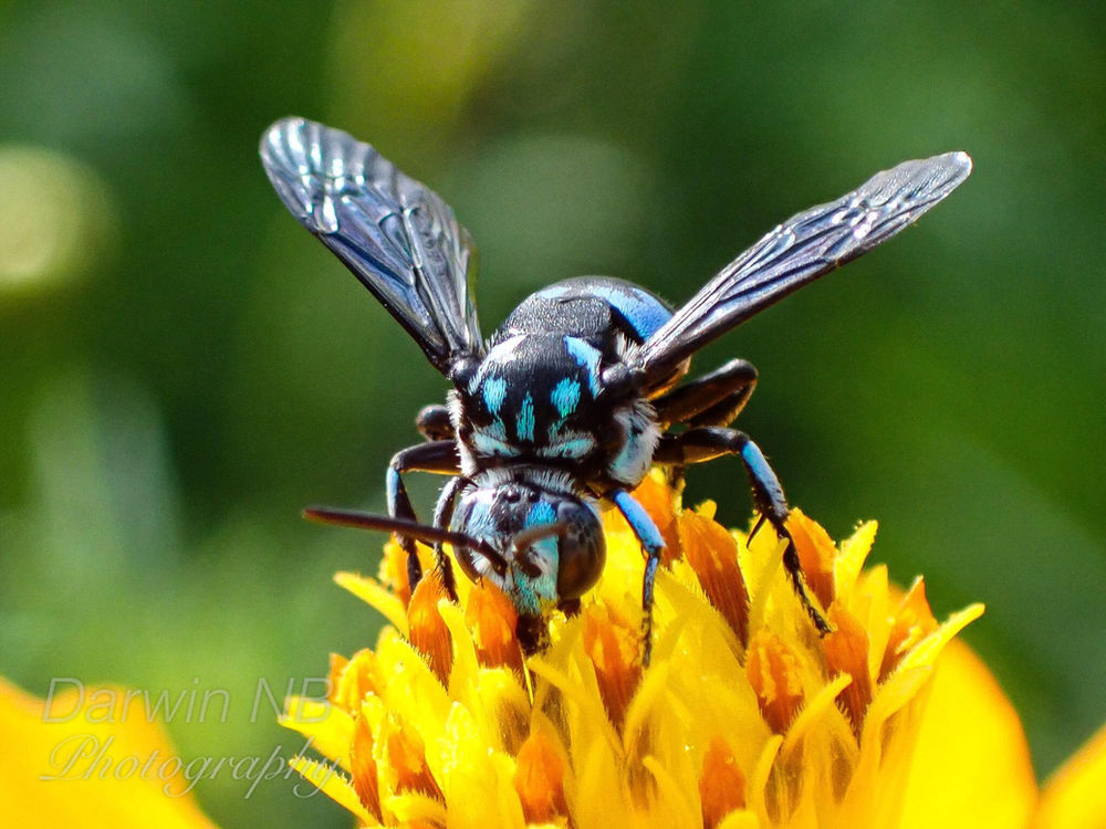 Cuckoo bees: cheats of the bee world