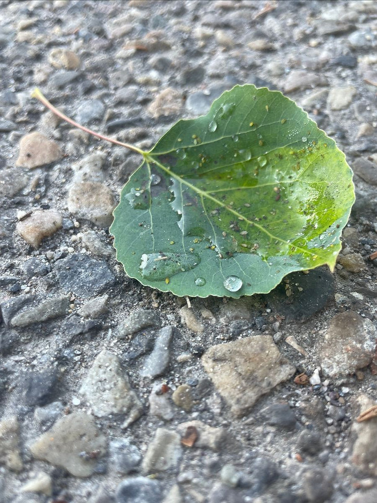 The Leaf