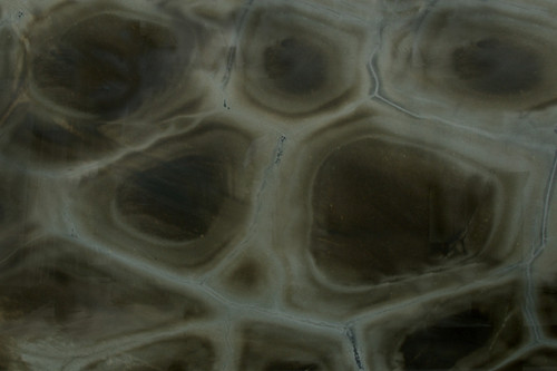 Turtle Green | Marmol Export