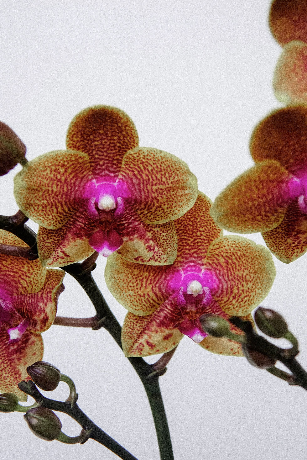 Miniature Phalaenopsis Orchids | Plantista Manila