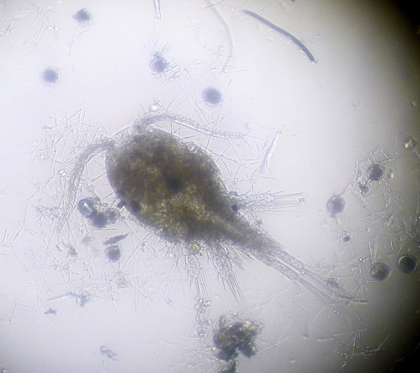 Zooplancton | cascada